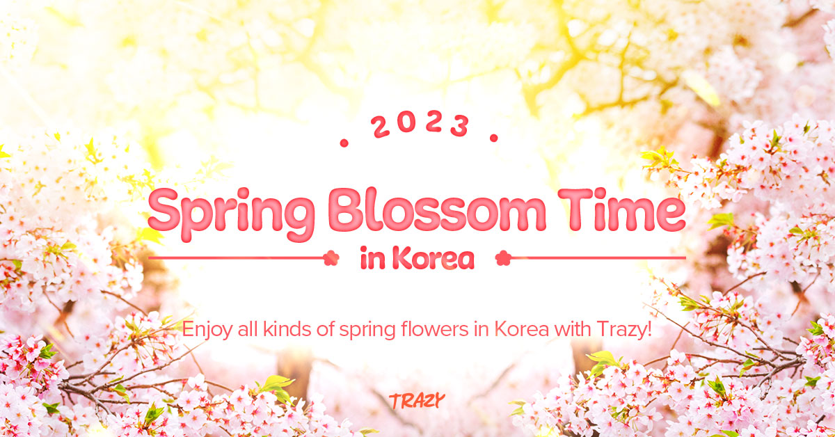 2023 Spring Blossom Time in Korea